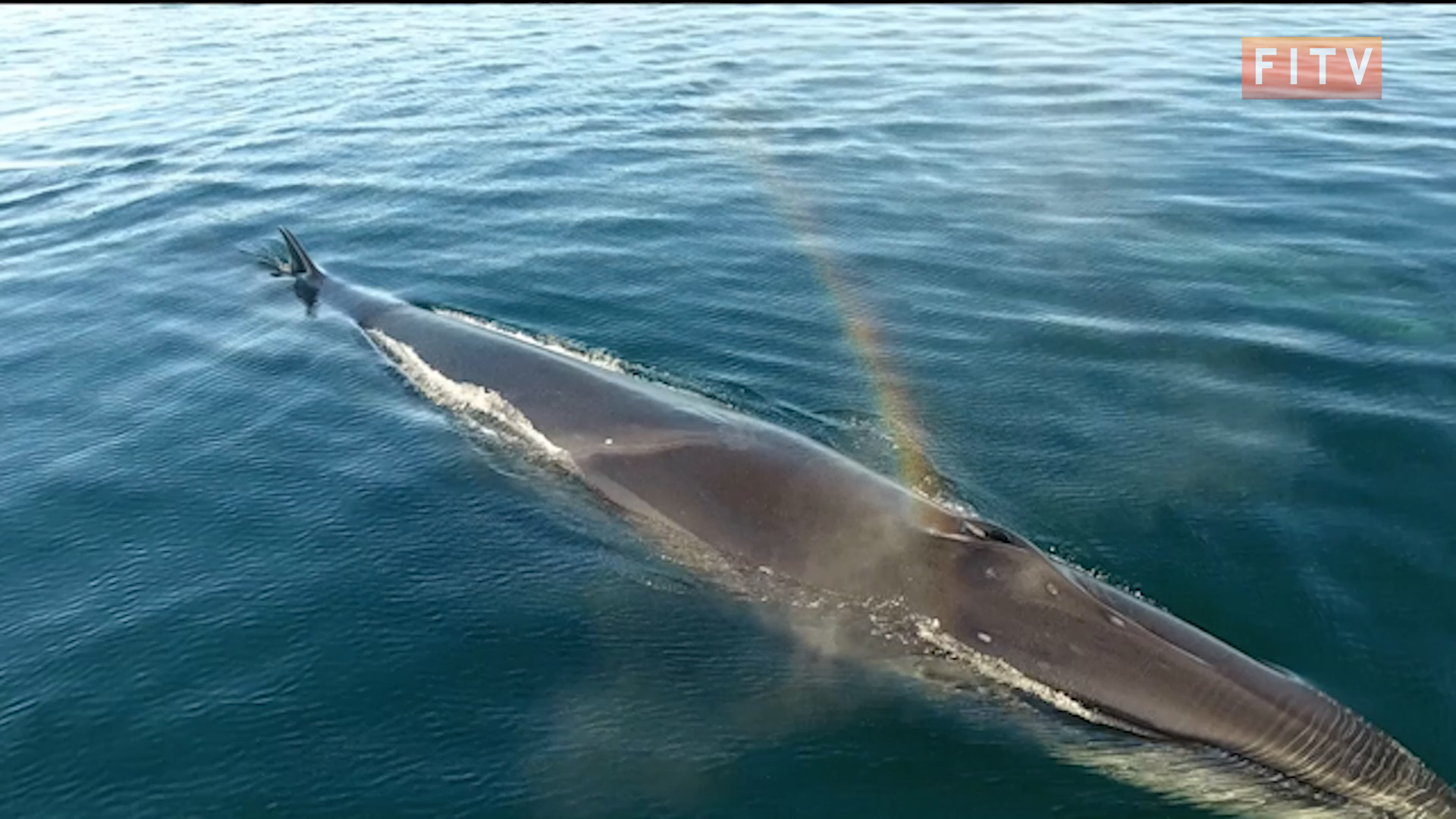 Ground-breaking Research discovers Sei Whale Singing for First Time ...