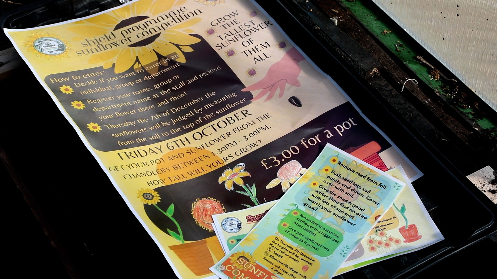 Shield Programme Launches Annual Sunflower Competition | Falkland ...